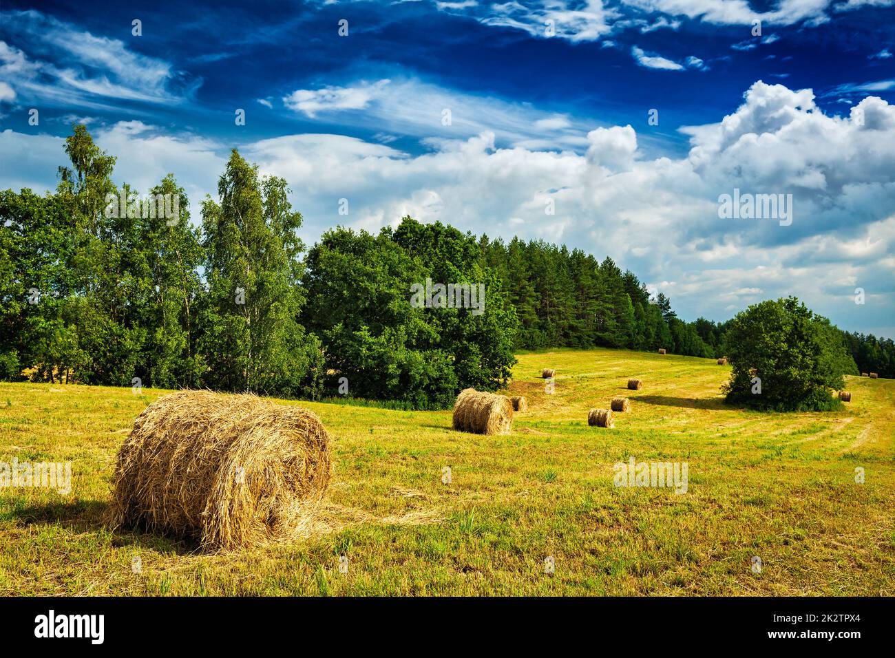 Hay bales on field Stock Photo - Alamy