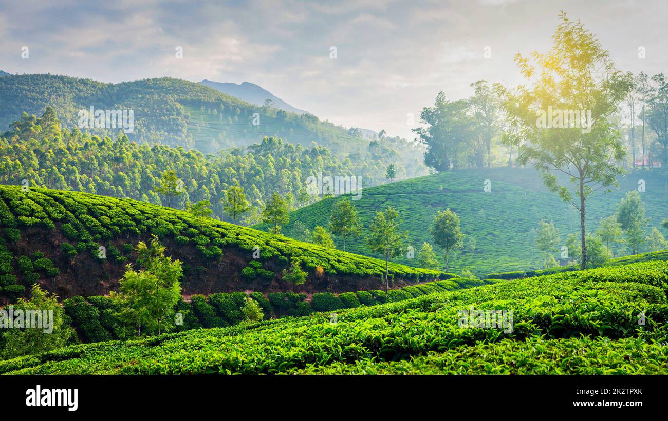 Green Tea Plantation Images at Pablo Joyce blog