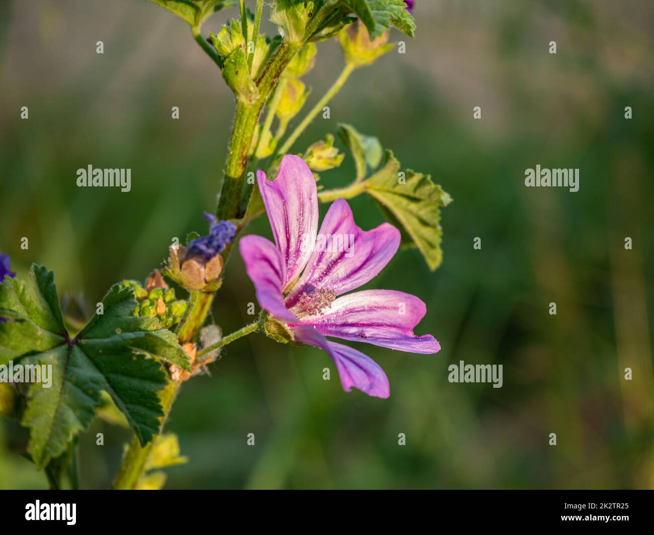 Wild mallow (Malva sylvestris L.), sometimes also called forest mallow ...