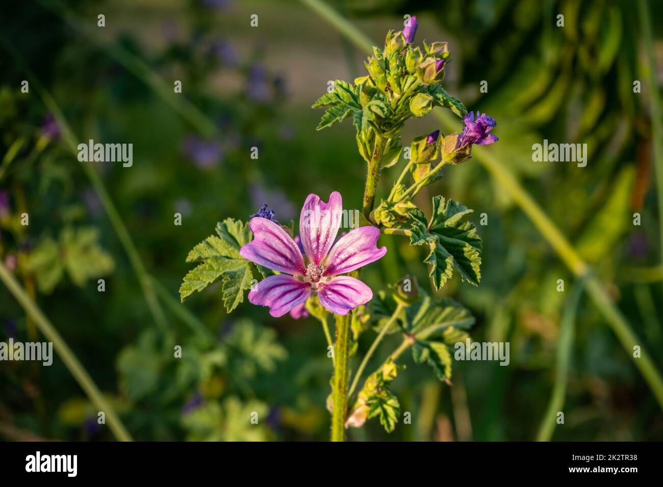 Wild mallow (Malva sylvestris L.), sometimes also called forest mallow ...