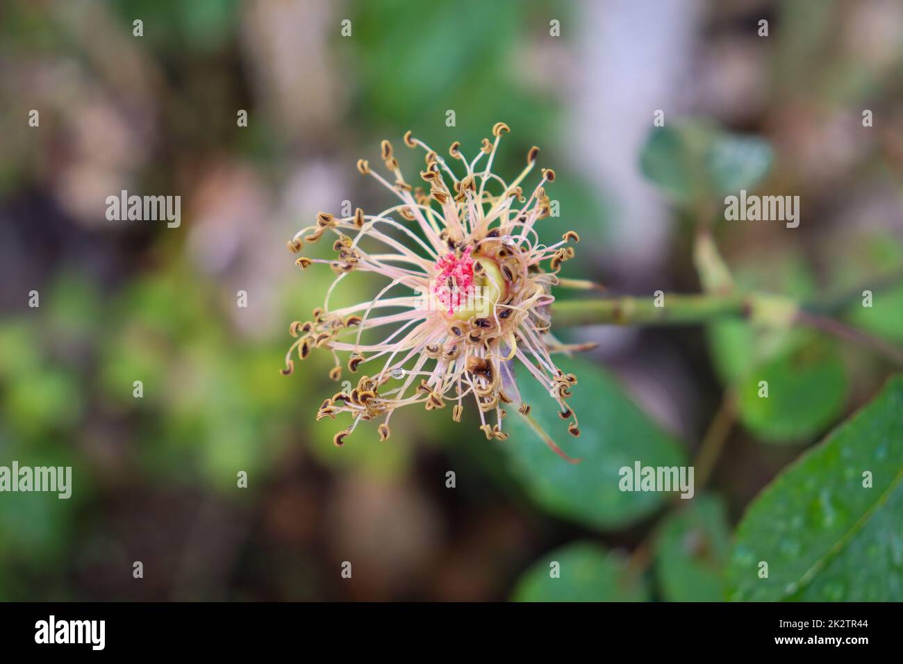 A macro shot of a rose stamen growing in a garden Stock Photo - Alamy