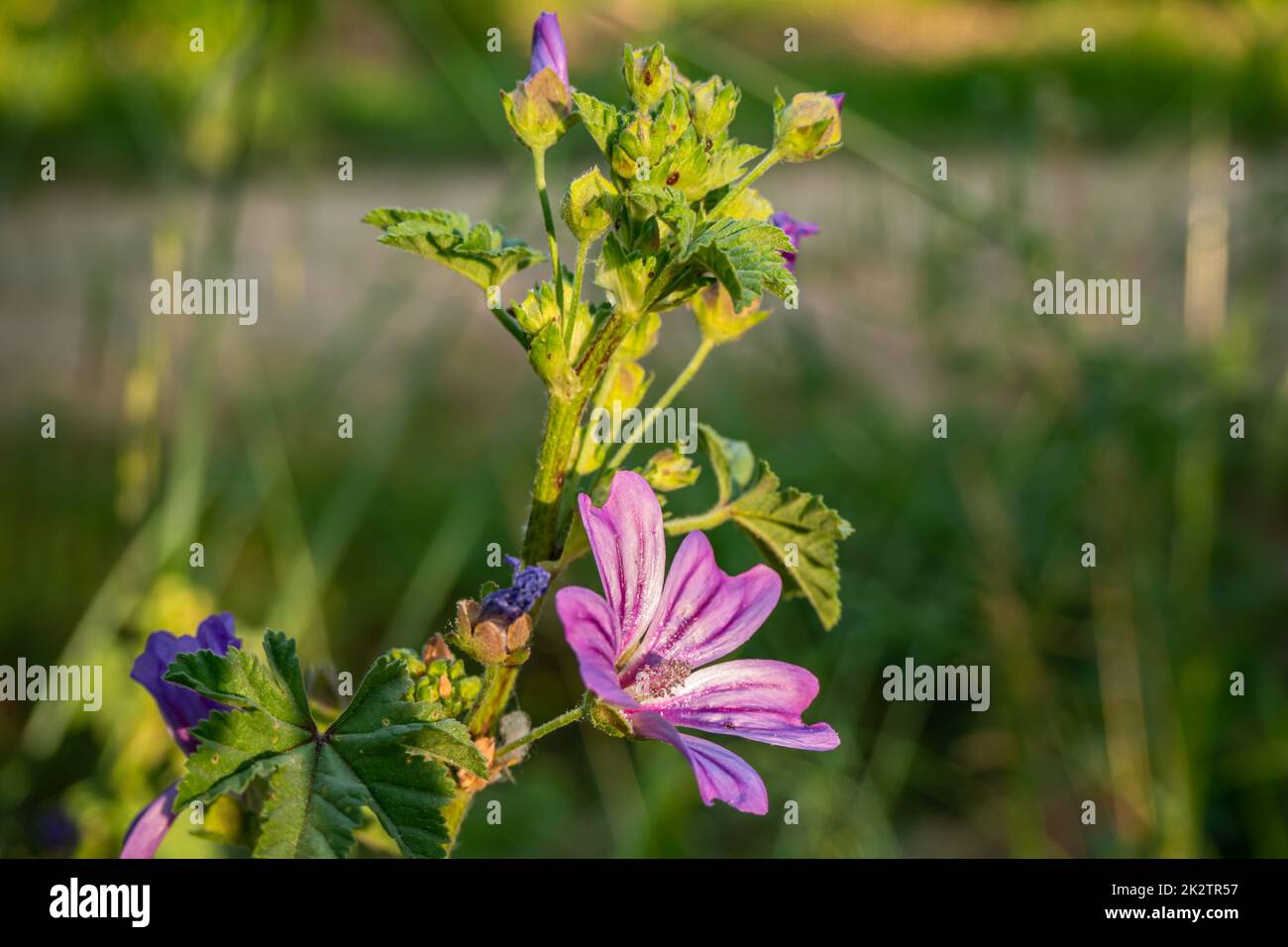 Wild mallow (Malva sylvestris L.), sometimes also called forest mallow ...