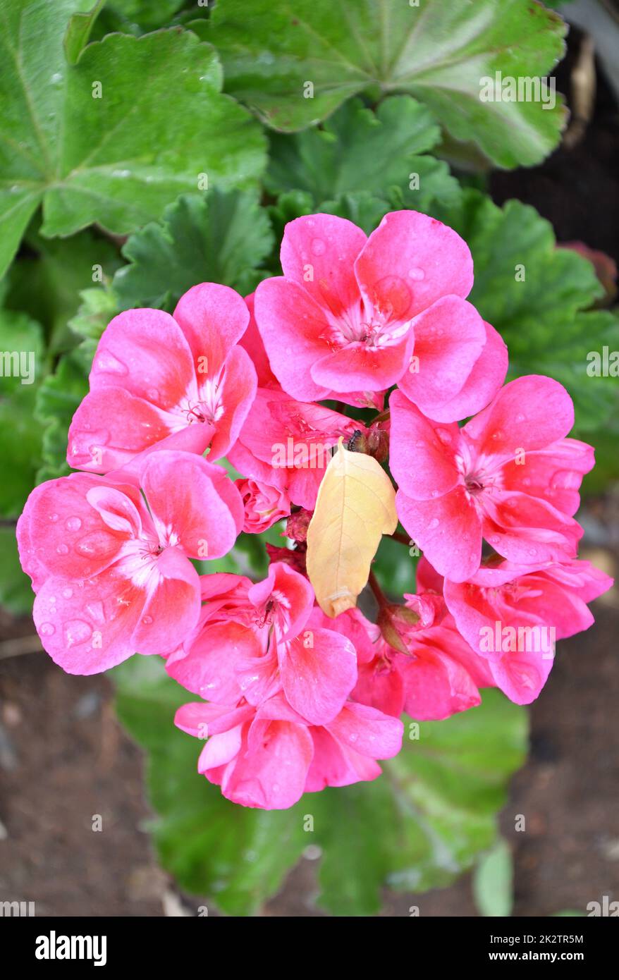 Flower Pelargonium (Latin Pelargonium) or Geranium (Latin Geranium ...