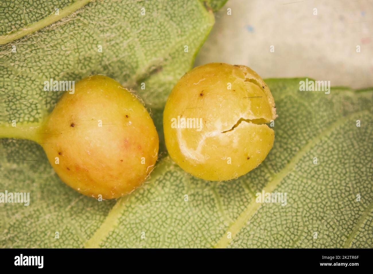 Oak gall apple Stock Photo - Alamy
