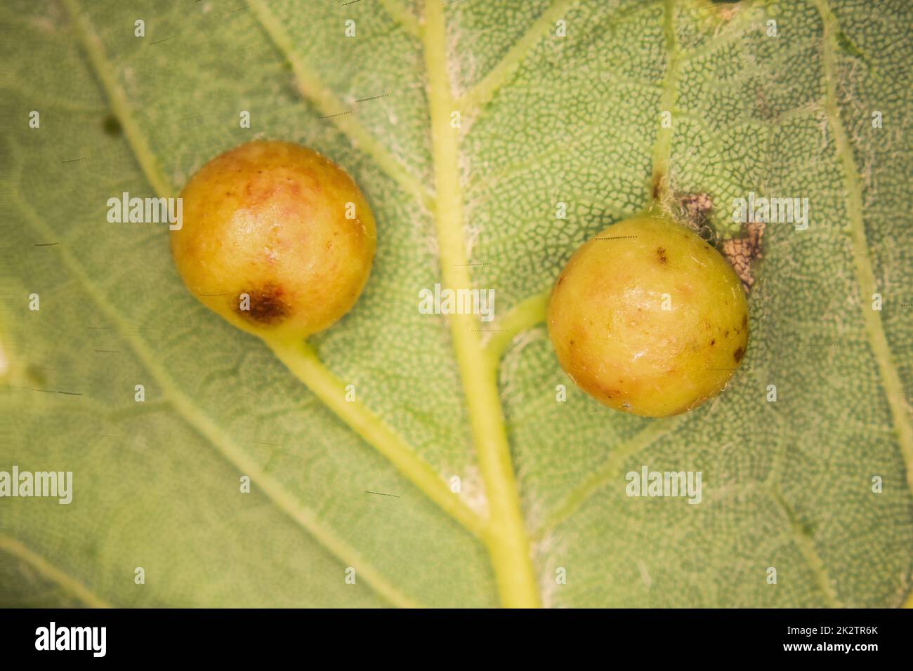 Oak gall apple Stock Photo - Alamy