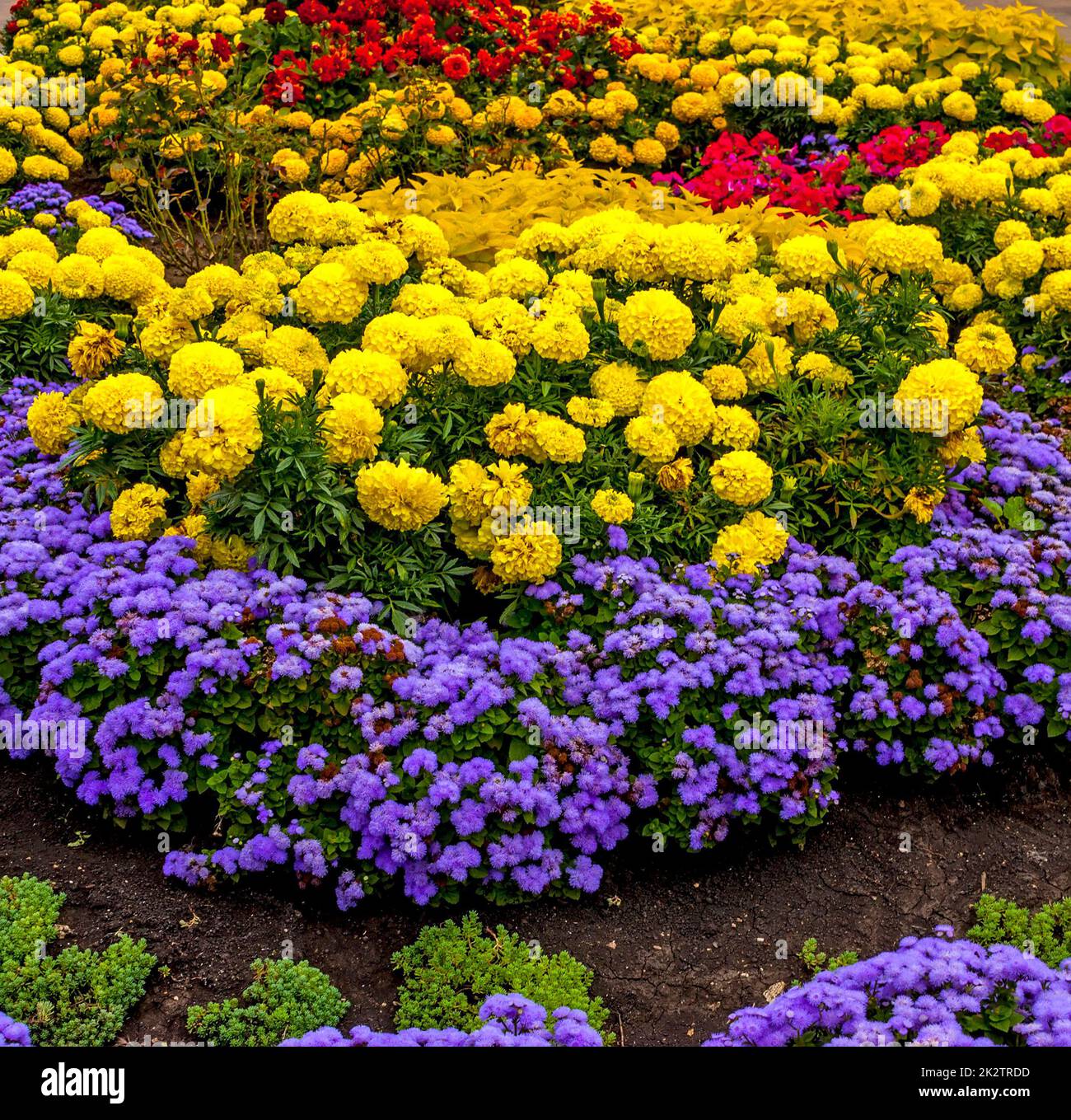 Colorful flowers hi-res stock photography and images - Alamy