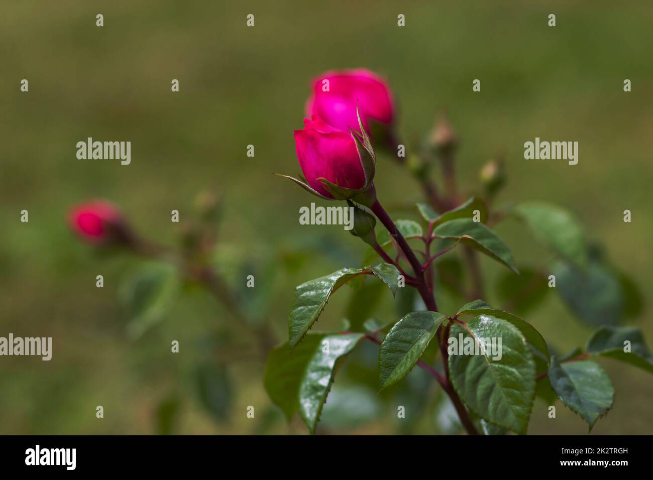 pink roses in the garden Stock Photo - Alamy