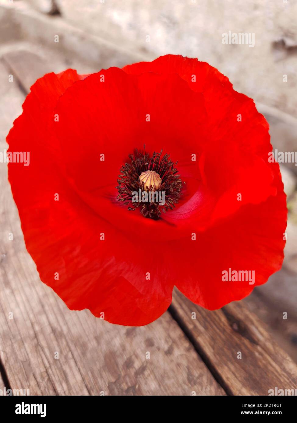 Flower backdrop photos hi-res stock photography and images - Alamy