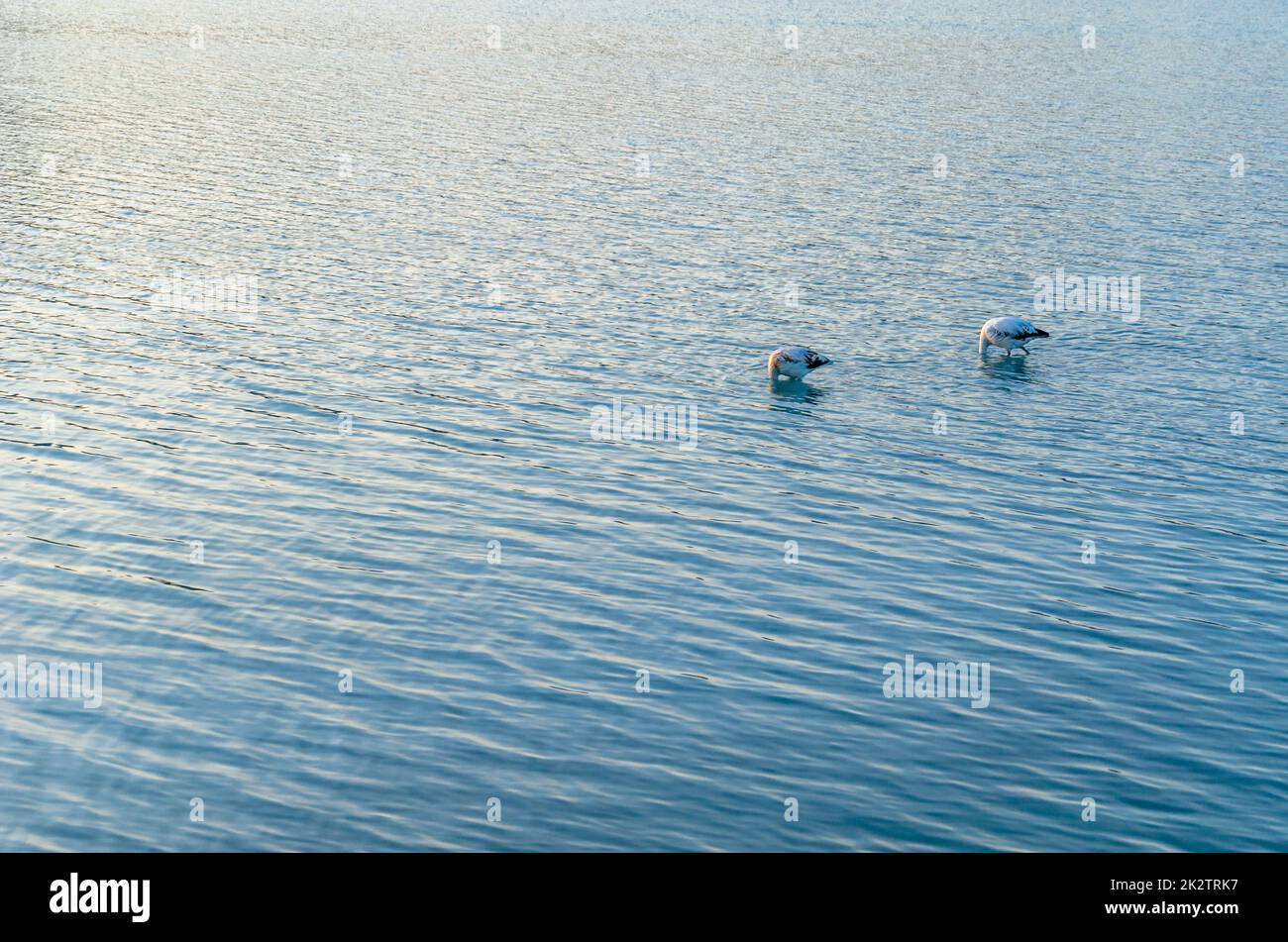 Flamingos in the salt lagoon of Calpe, Spain Stock Photo - Alamy