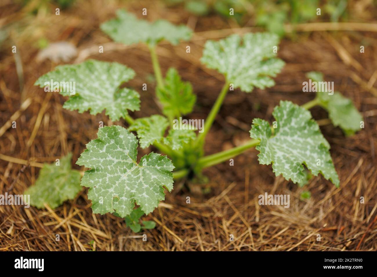 Butternut squash is growing on straw ground Stock Photo - Alamy