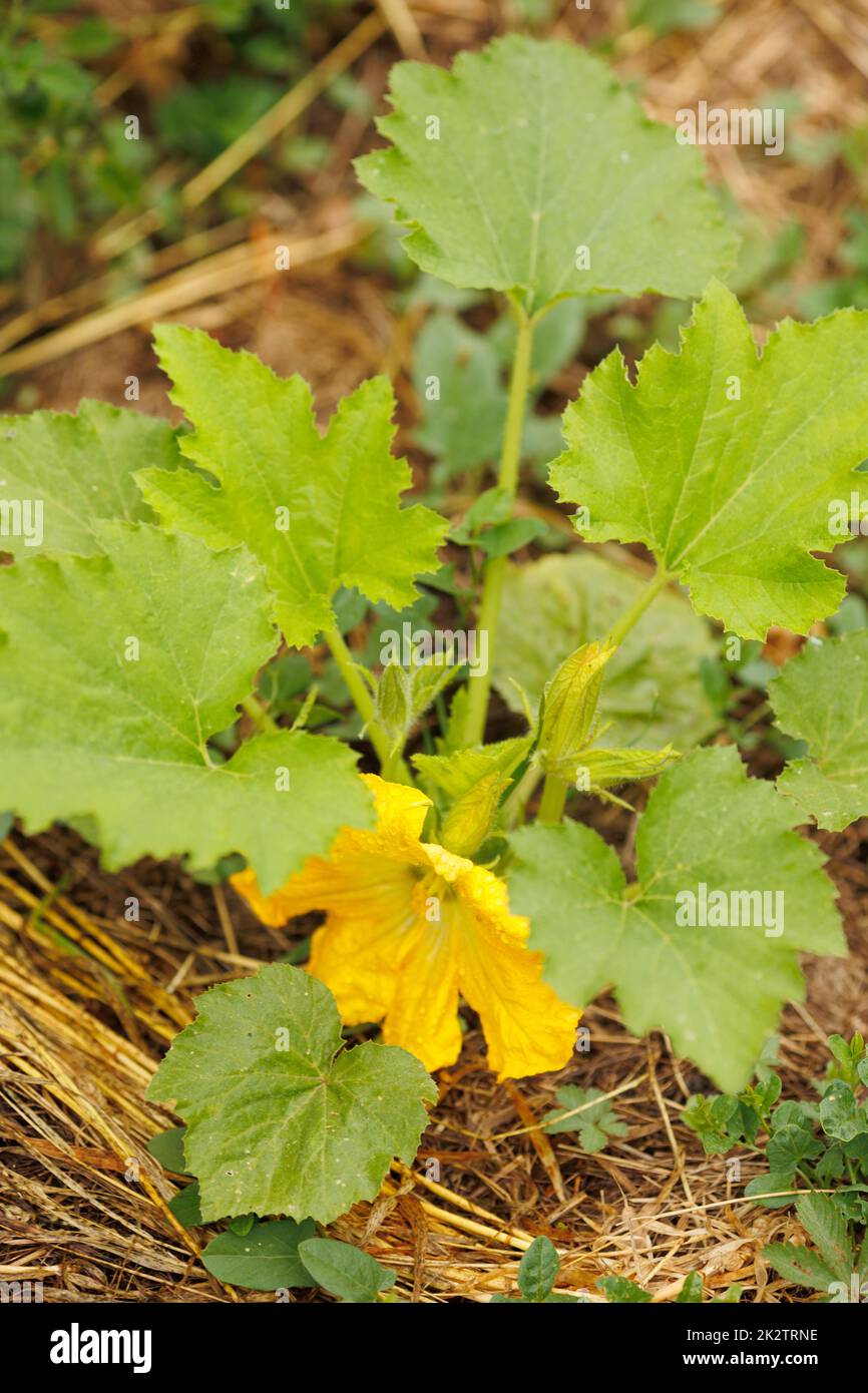 Butternut squash with flower is growing on straw ground Stock Photo - Alamy
