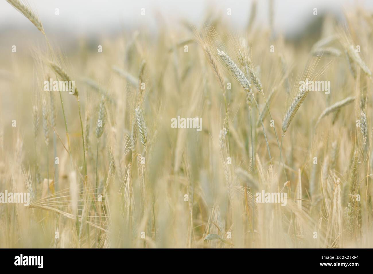 Closeup waving wheat hi-res stock photography and images - Alamy