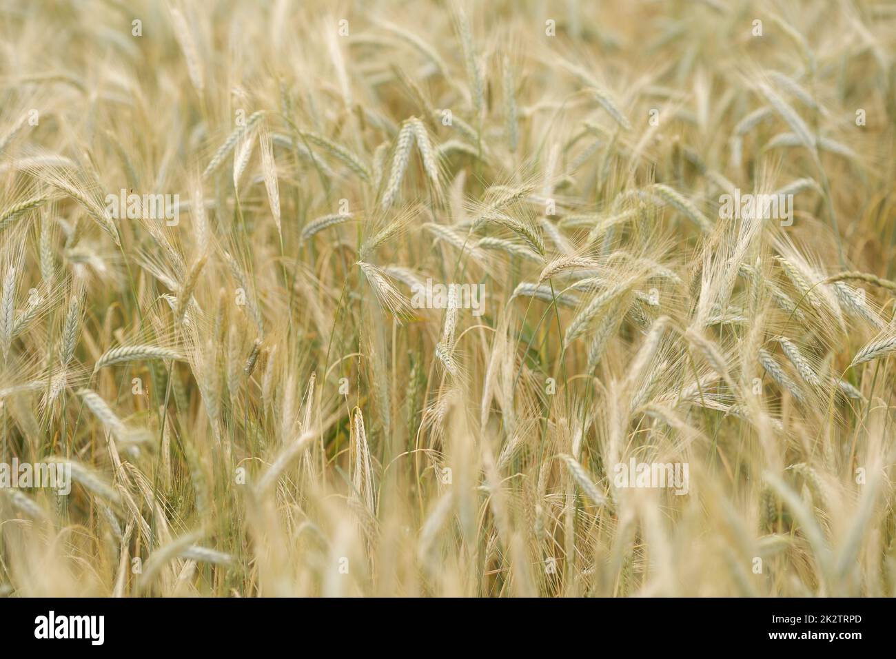 Spikes of ripe rye in sun close-up with soft focus Stock Photo - Alamy
