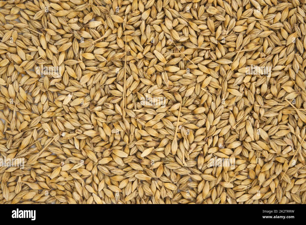 Barley seeds with the outer husk Stock Photo - Alamy