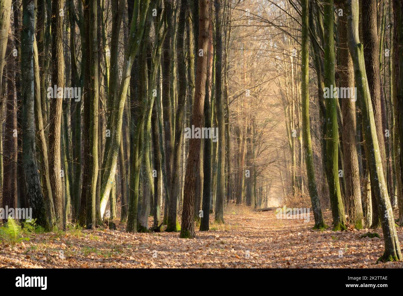 Scenic nature walk with tall trees hi-res stock photography and images ...