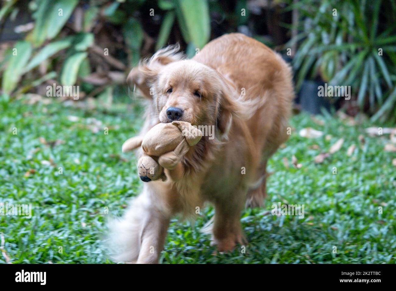 A cute and fluffy golden retriever dog playing with a stuffed animal ...