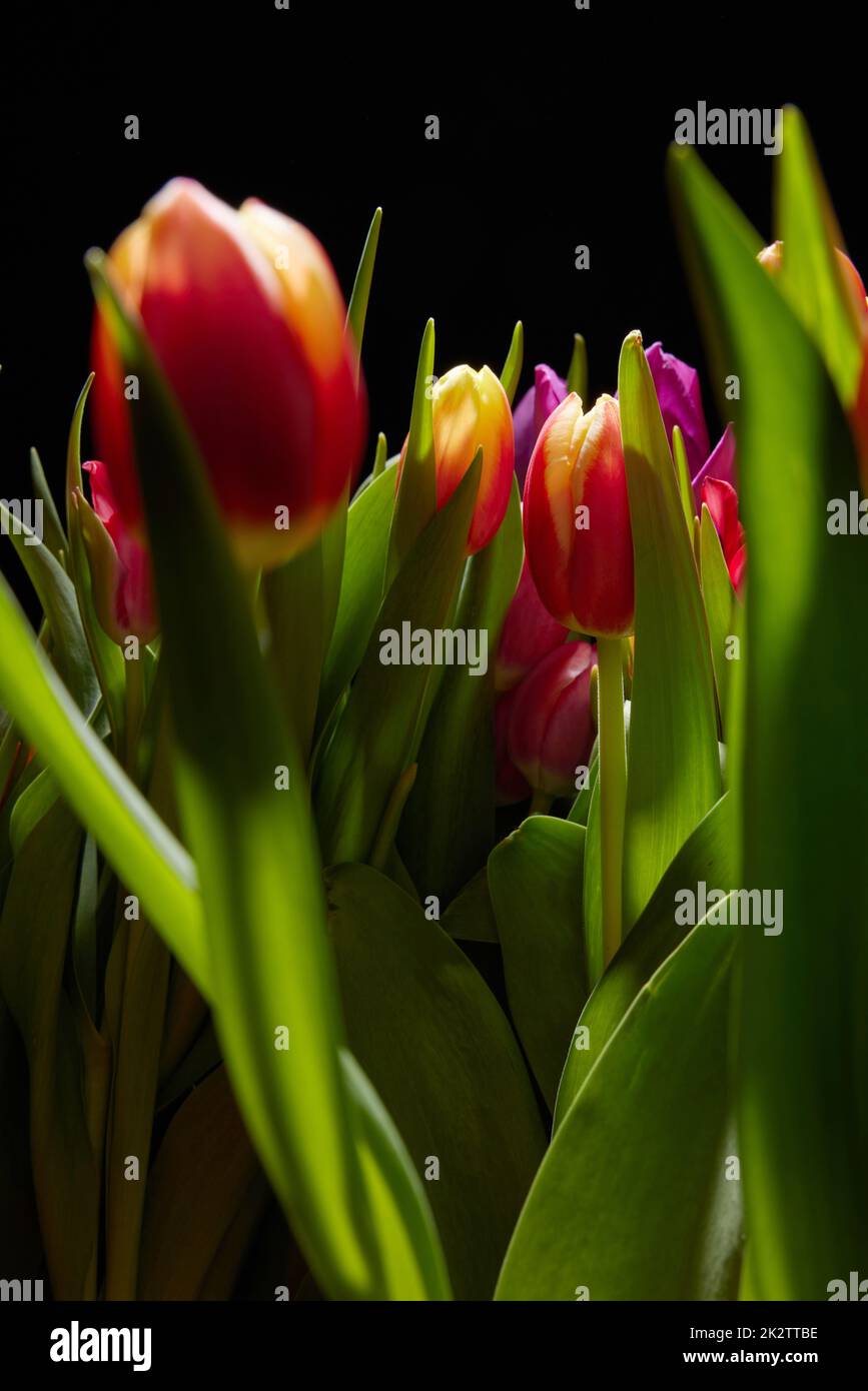 Bouquets of bright fresh tulips Stock Photo - Alamy