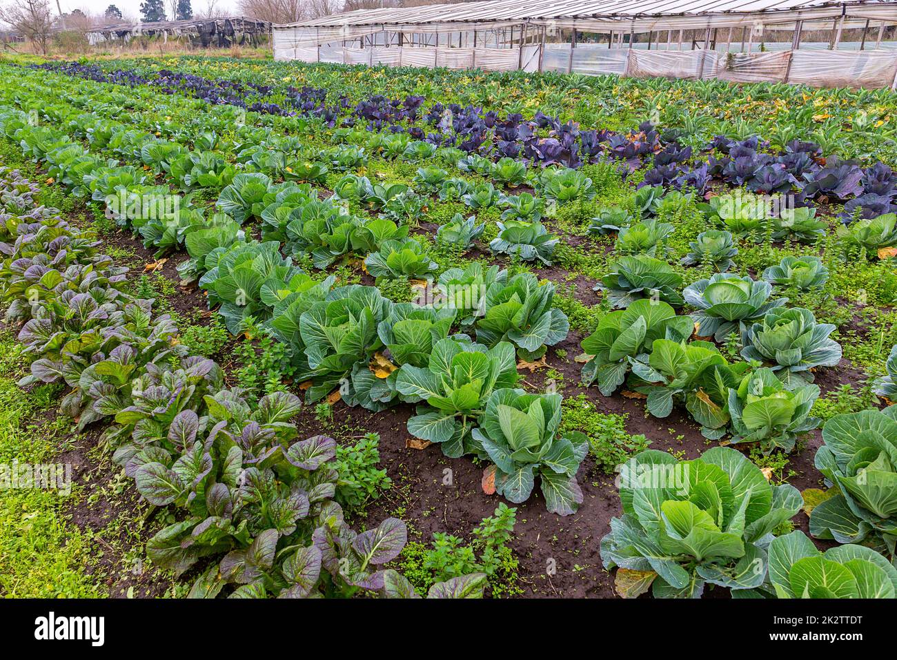 A big agricultural field with different types of cabbages and ...