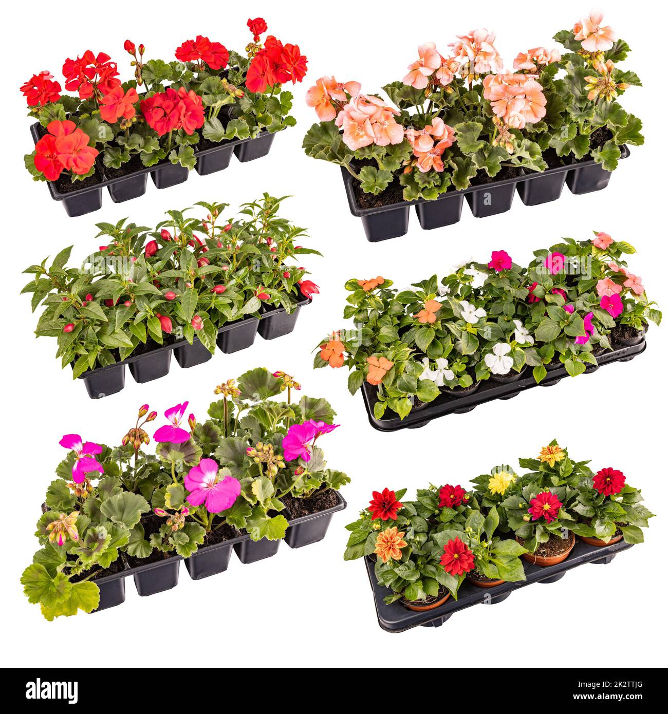 Summer gardening flowers Cut Out Stock Images & Pictures - Alamy