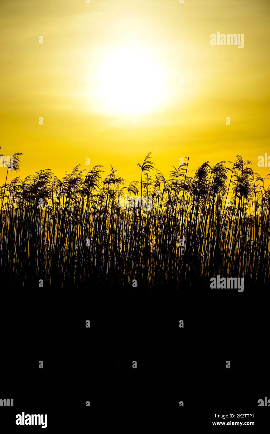 Japanese pampas grass fields and the sun Stock Photo - Alamy