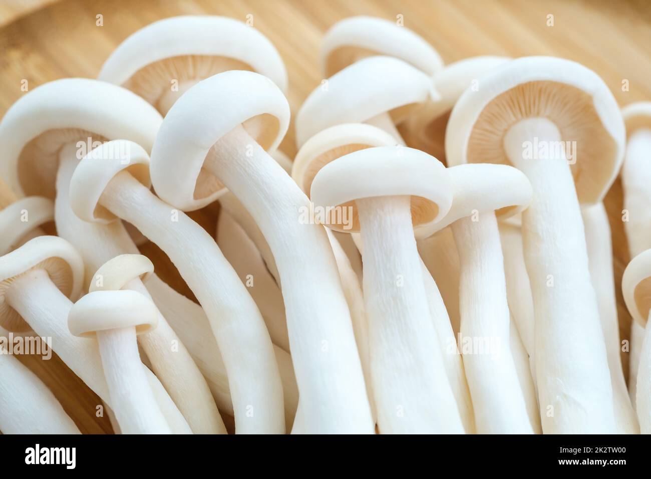 Shimeji white beech mushrooms Stock Photo - Alamy