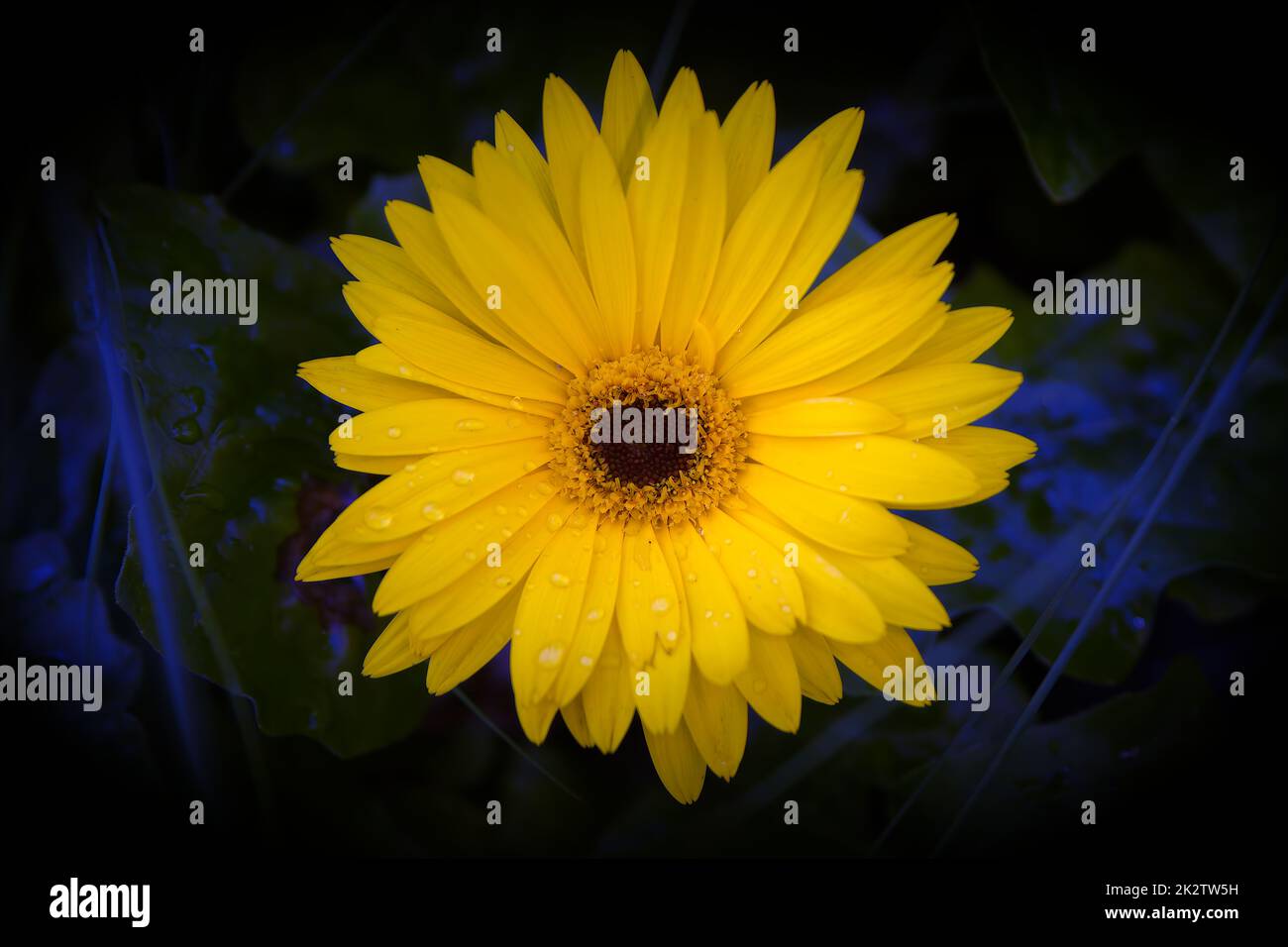 yellow flower brown center gerbera single daisy Stock Photo - Alamy