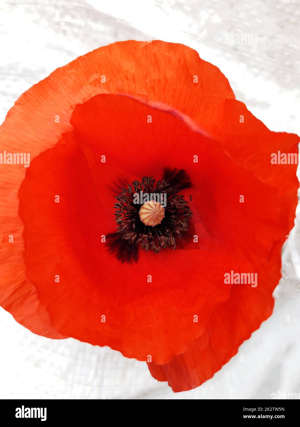 Poppy pictures hi-res stock photography and images - Alamy