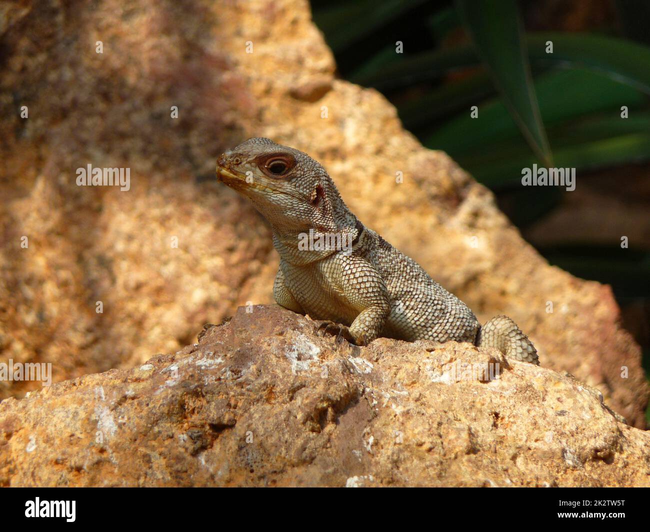 Lizard on the stone Stock Photo - Alamy