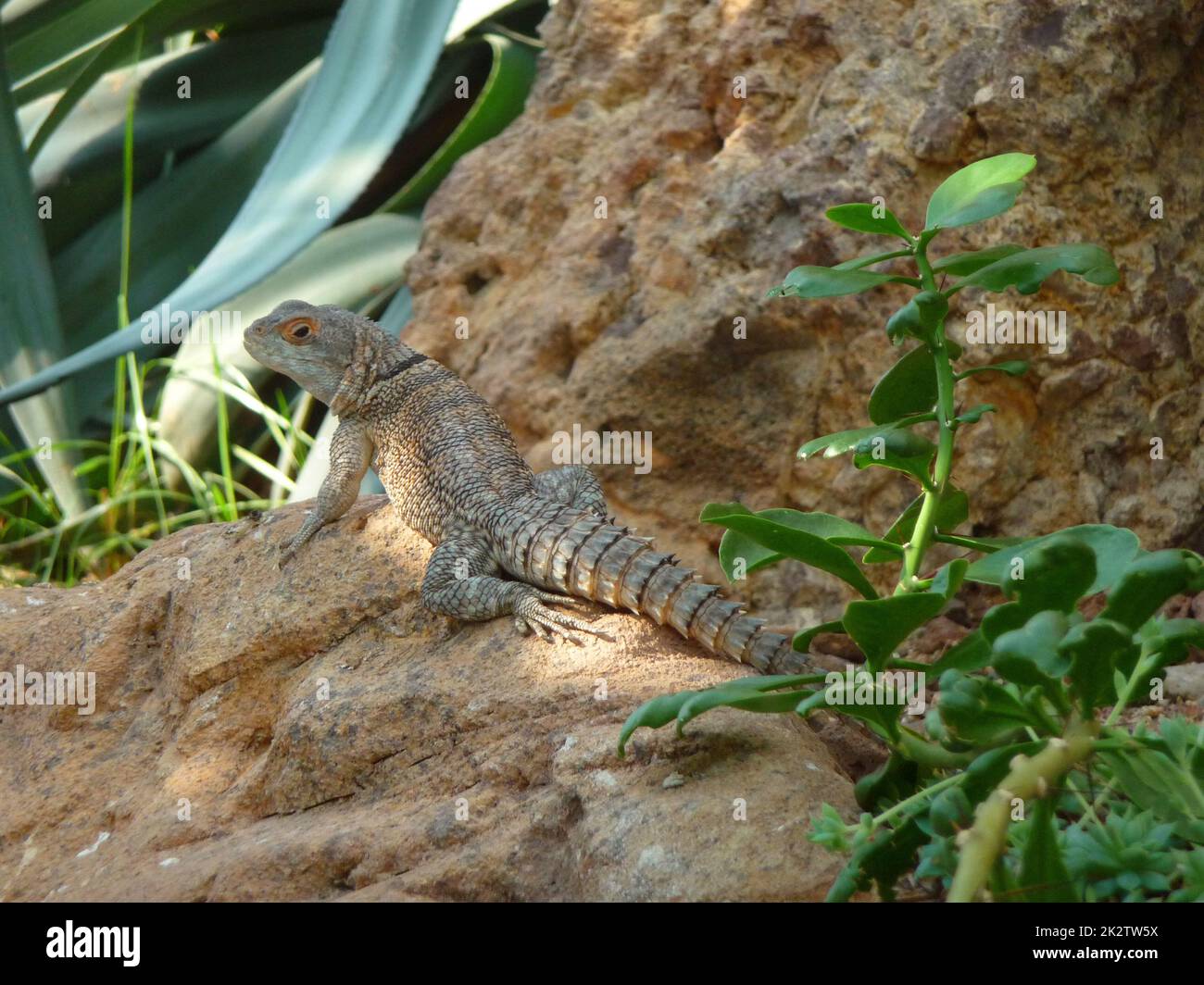 Poikilothermic lizard hi-res stock photography and images - Alamy