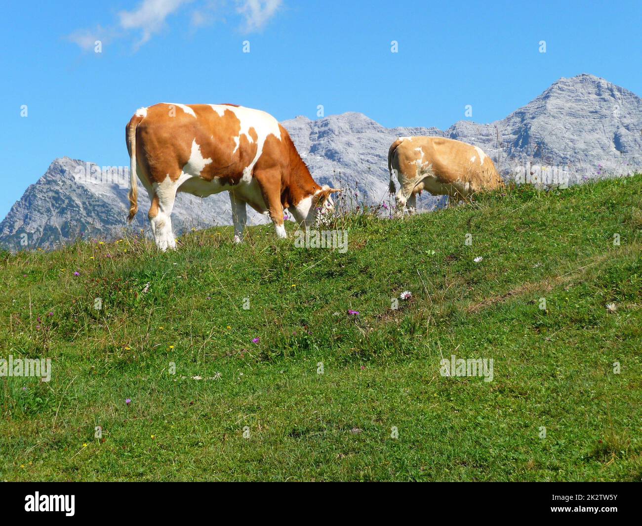 Cows at a great height Stock Photo - Alamy