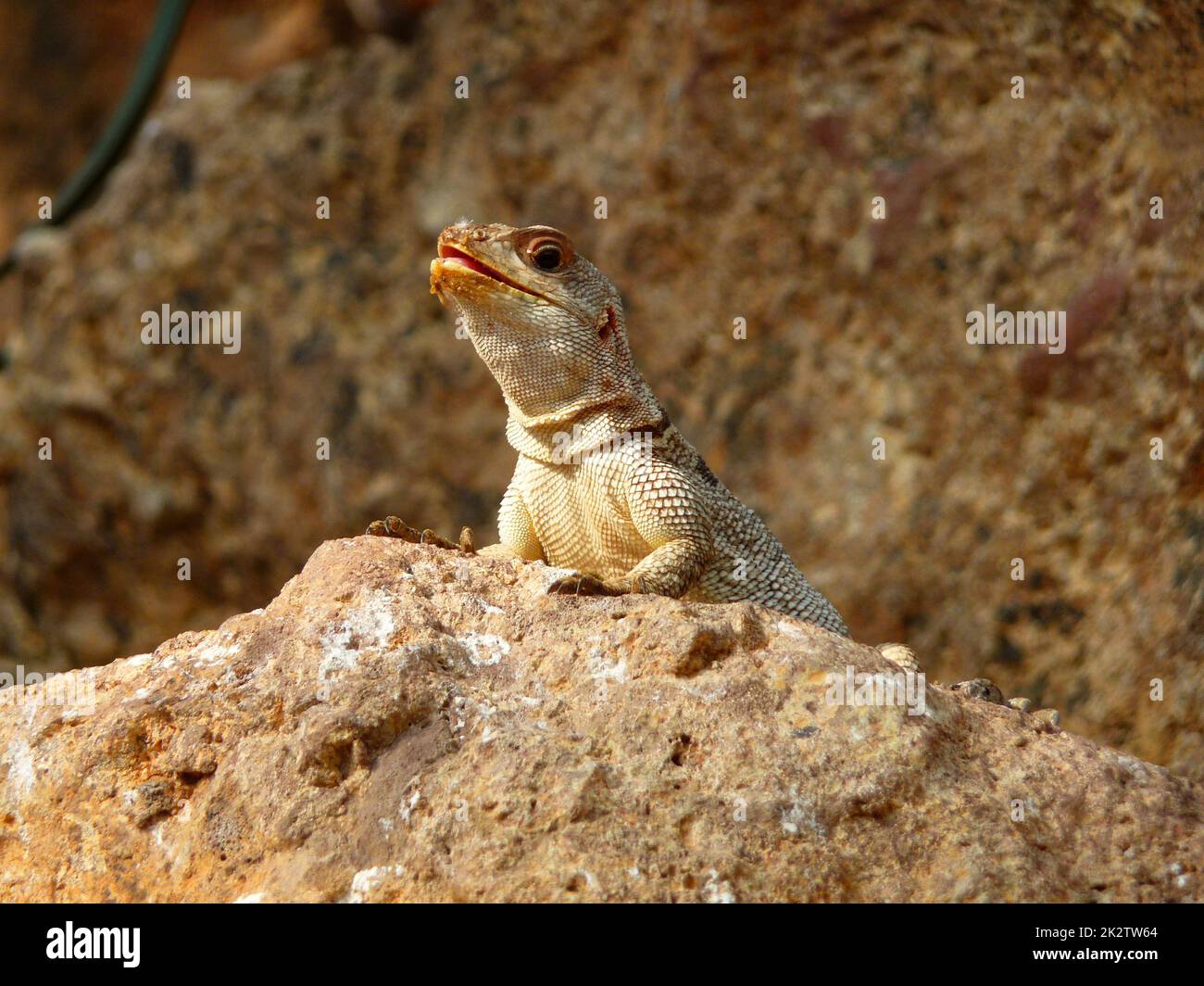 Poikilothermic lizard hi-res stock photography and images - Alamy