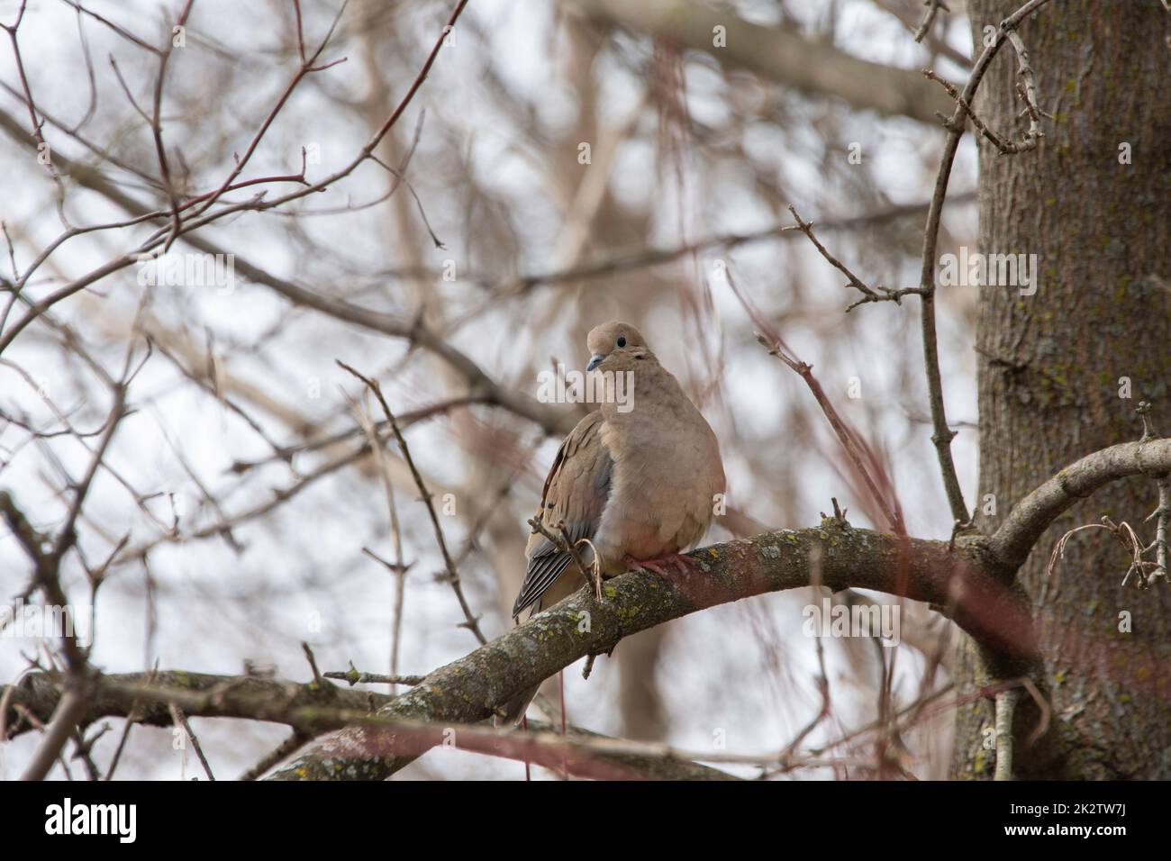 Beautiful bird sits on tree hi-res stock photography and images - Alamy