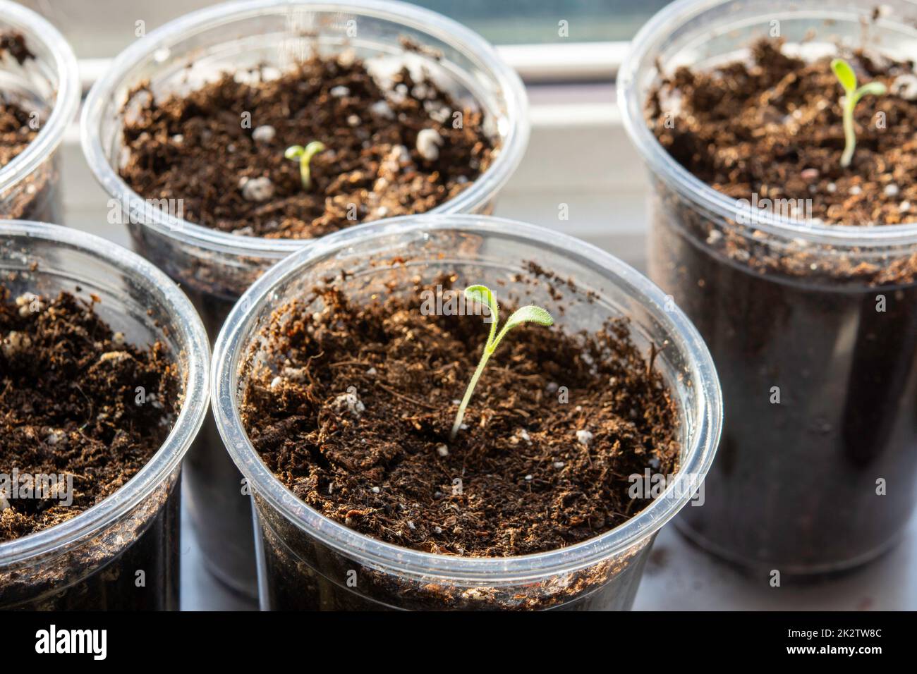 Cups seedlings hi-res stock photography and images - Alamy