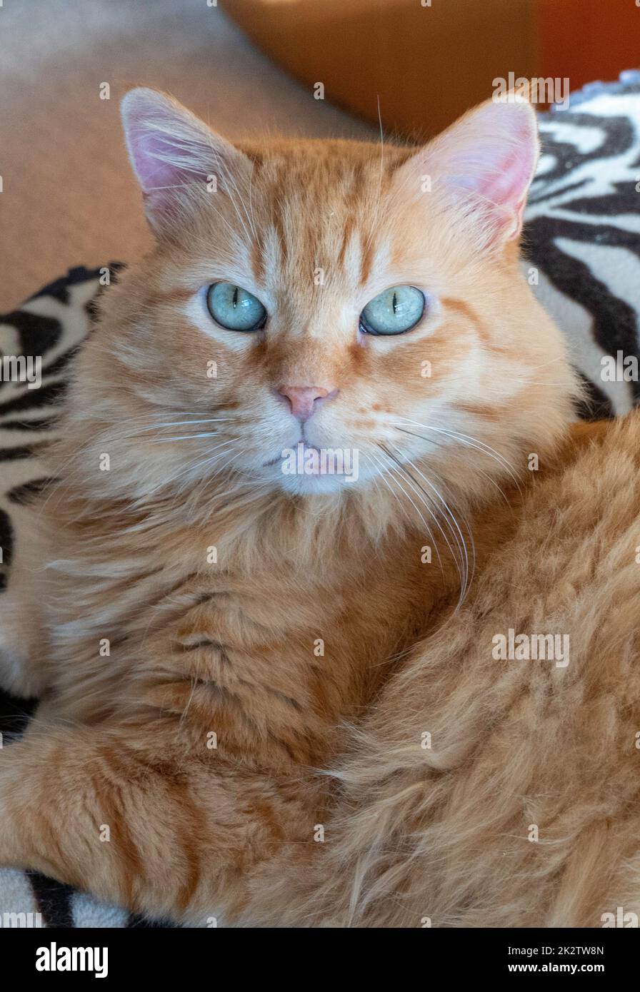 Portret Cat's with sea blue eyes Stock Photo - Alamy