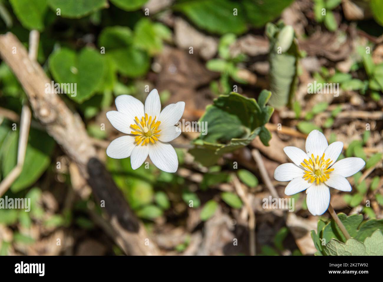 The first flowers appeared in the dry spring forest Stock Photo - Alamy