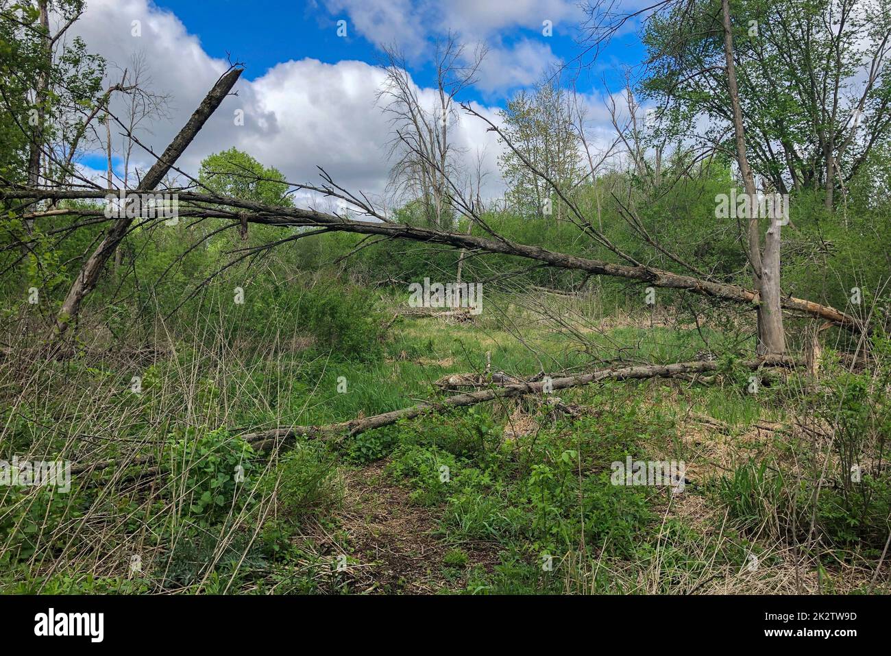 Windbreak forest hi-res stock photography and images - Alamy