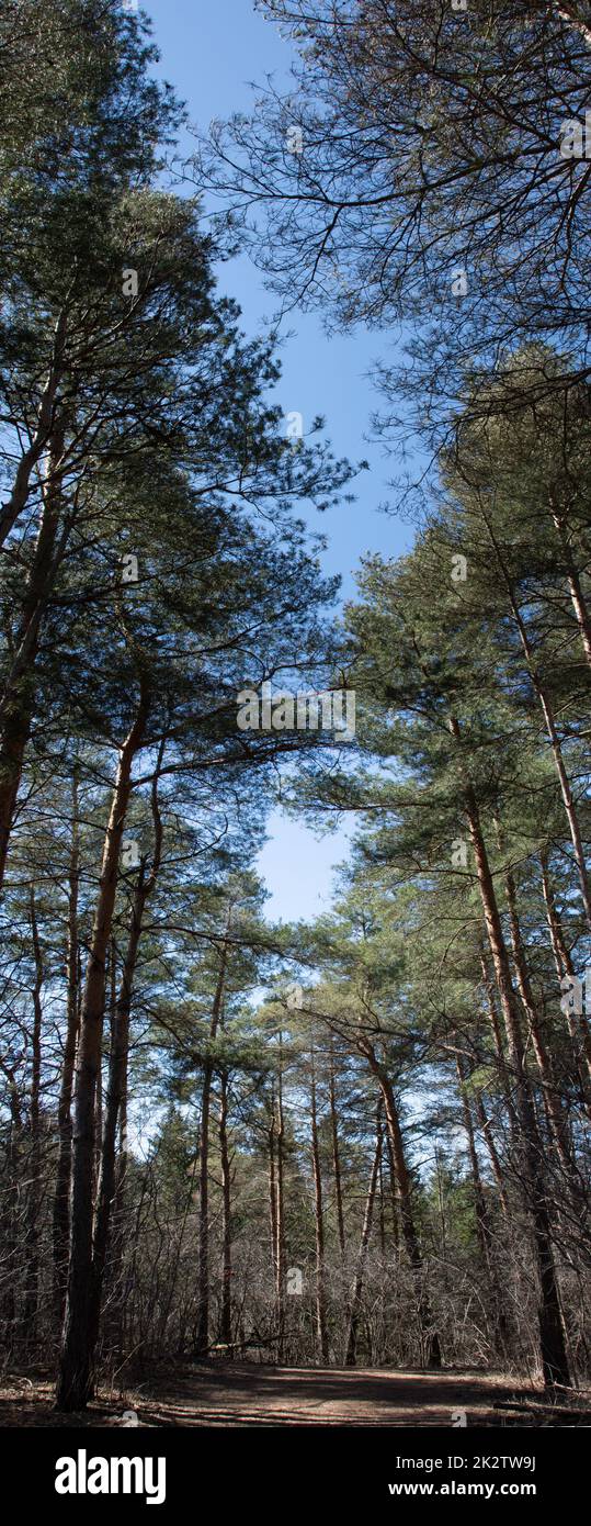 Tall pine trees hi-res stock photography and images - Alamy