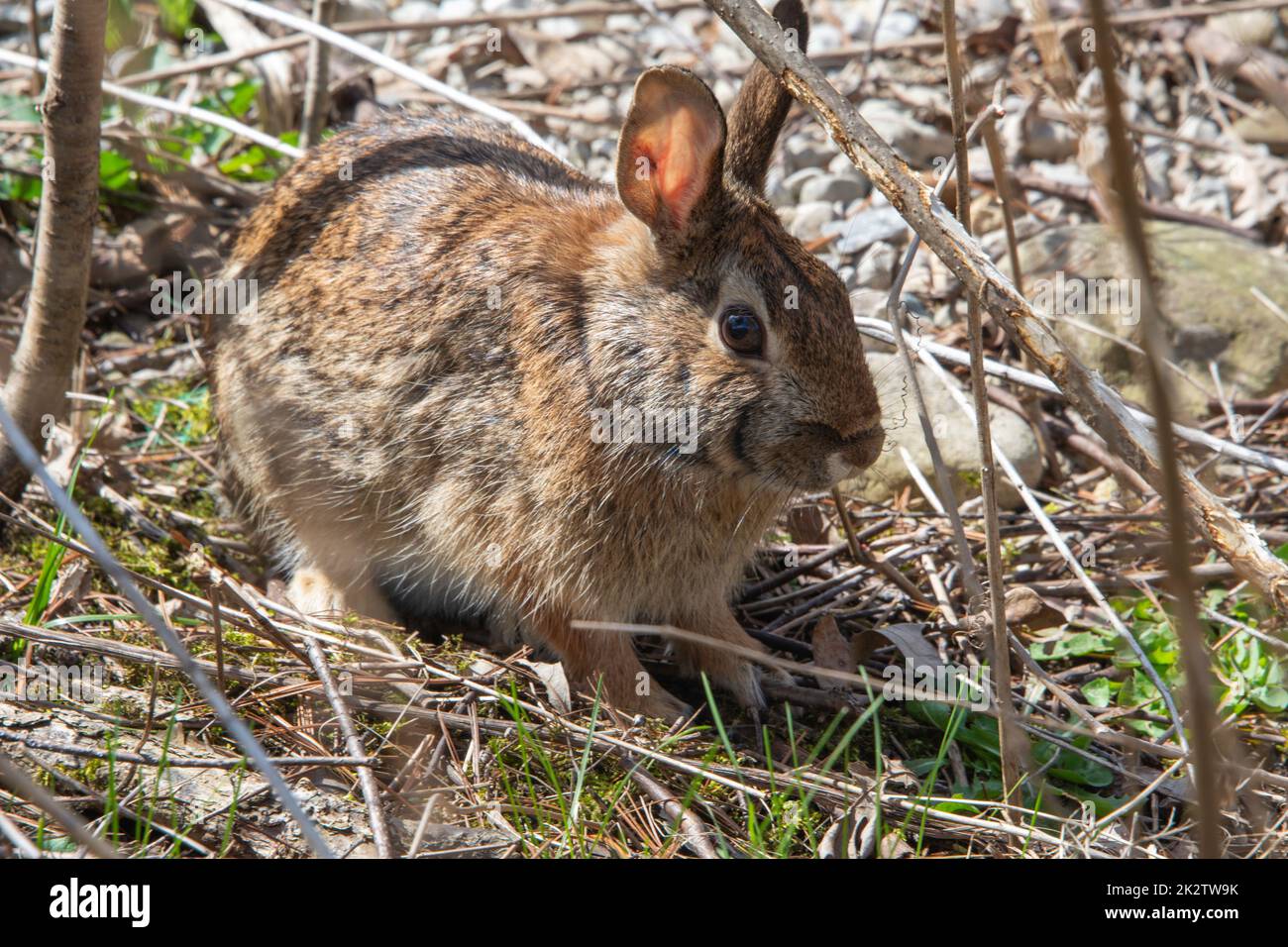 Wild hare hiding in the bush Stock Photo - Alamy