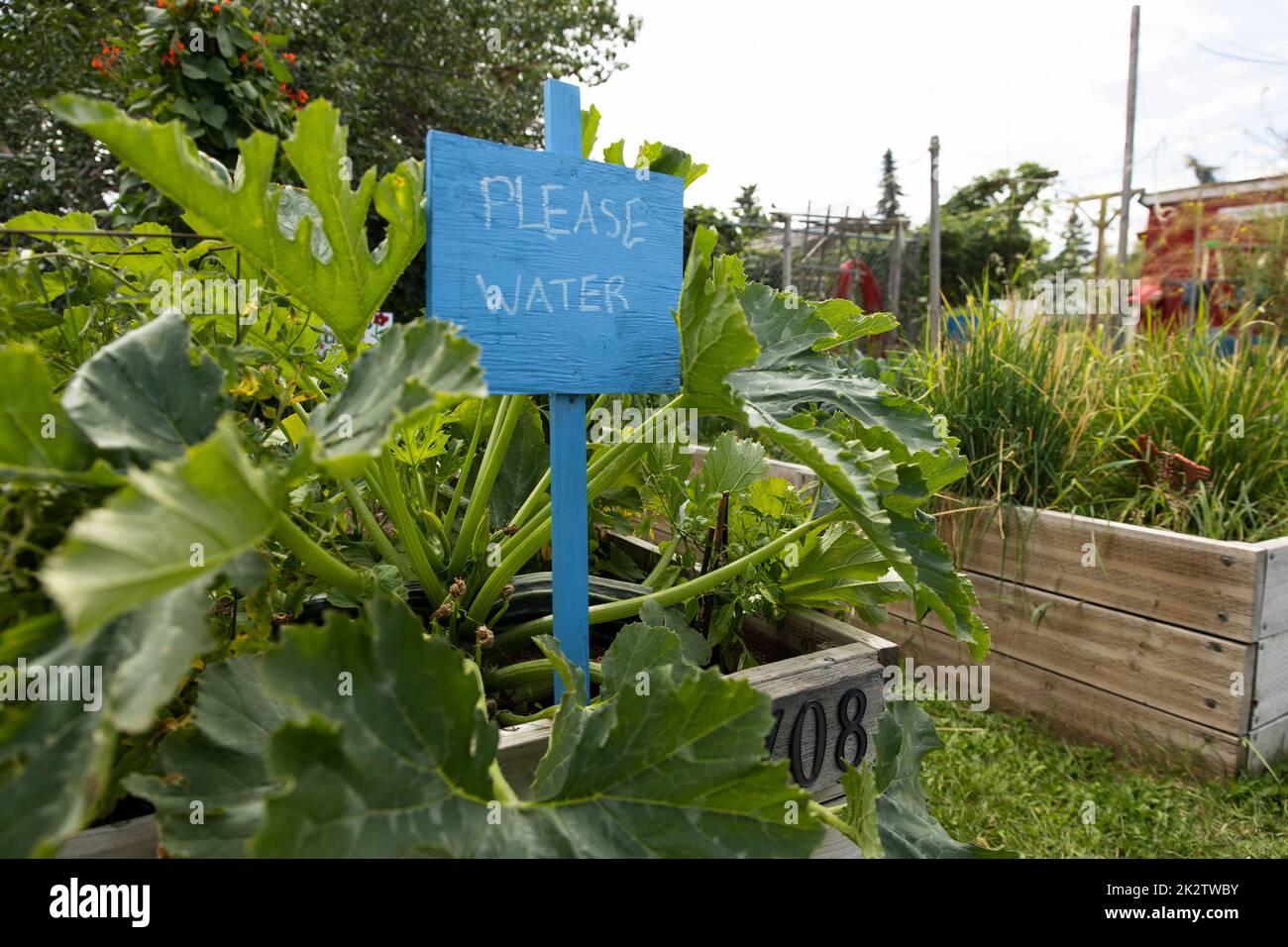Blue placard with words 'please water' in planter box Stock Photo - Alamy