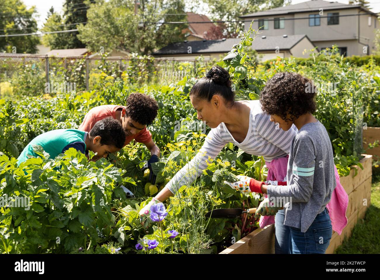 Mother and children working in community garden Stock Photo - Alamy