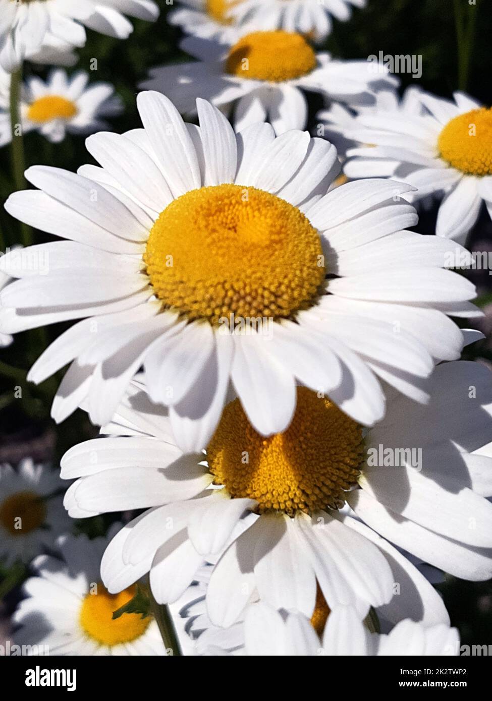 Daisies in a meadow close-up Stock Photo - Alamy