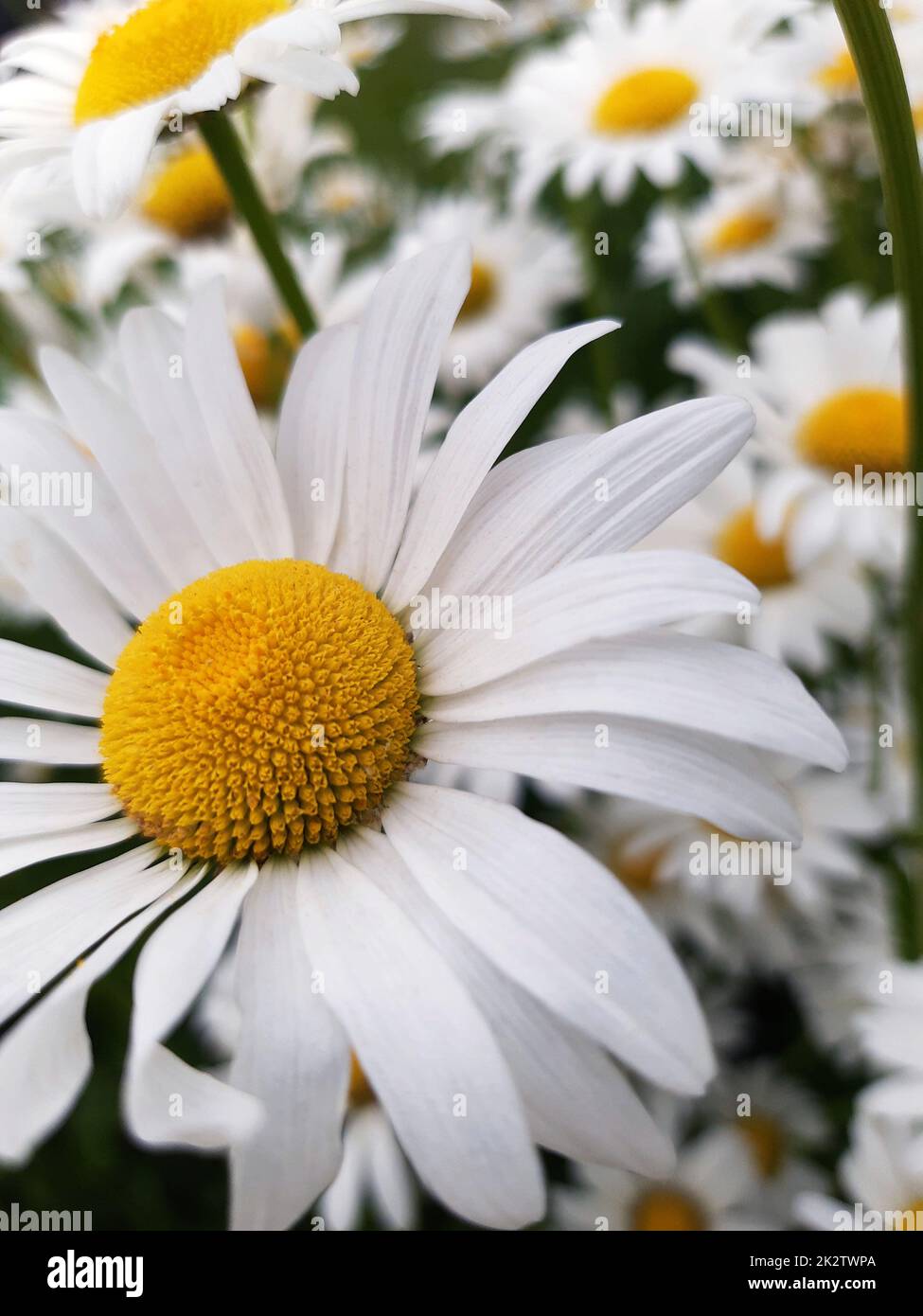 Daisies in a meadow close-up Stock Photo - Alamy