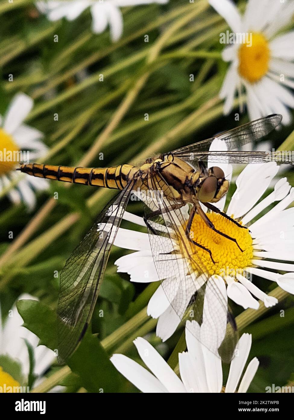 Chamomile flower photography hi-res stock photography and images - Alamy