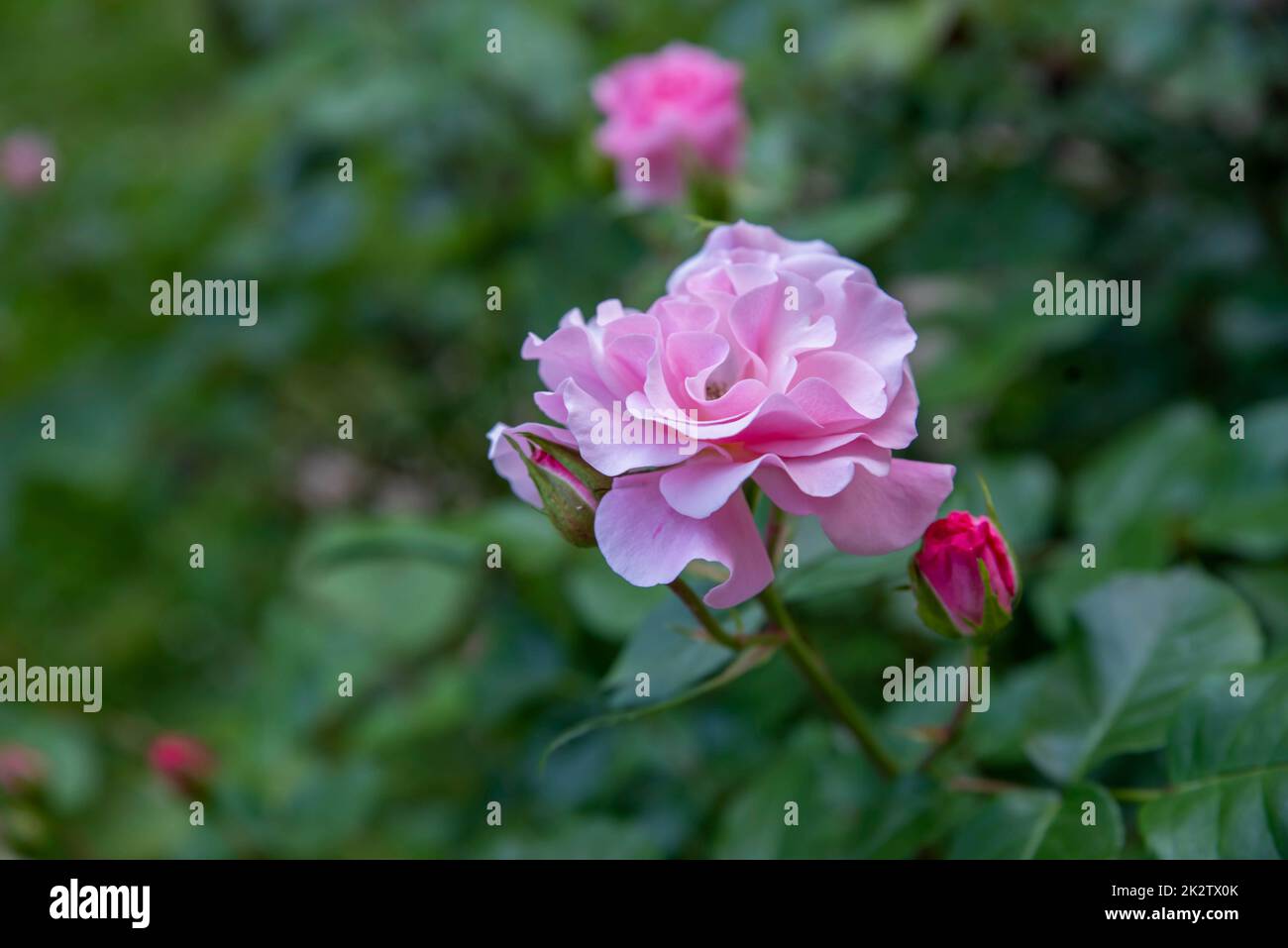 Curled petals hi-res stock photography and images - Alamy