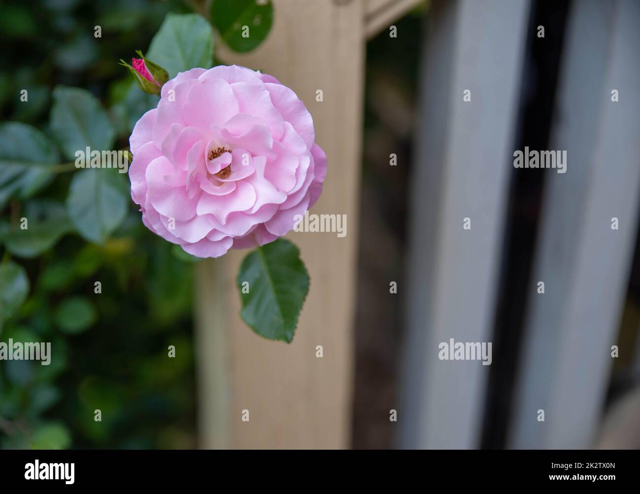 Single big pink damask rose on bush by rustic wooden steps Stock Photo ...