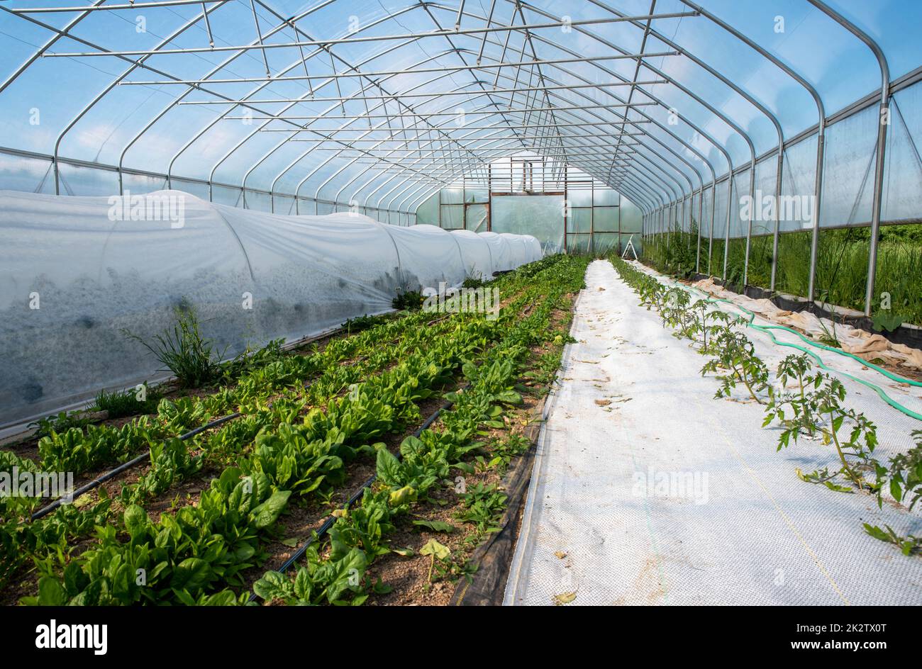 Vegetable greenhouse interior with rows of plants and crop covers Stock ...