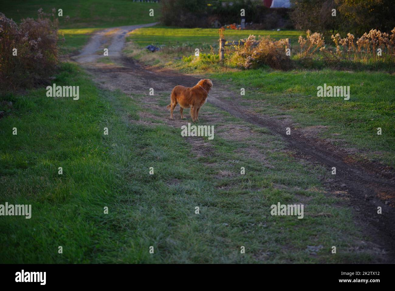 Golden retriever farm dog on a dirt road in a golden hour nature ...