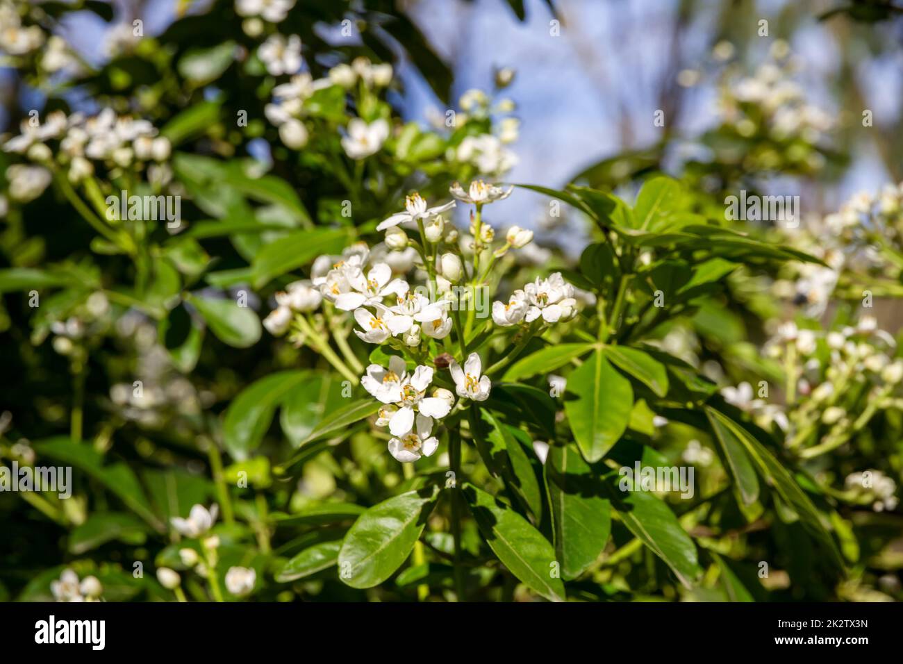 Mexican orange blossom in spring Stock Photo - Alamy