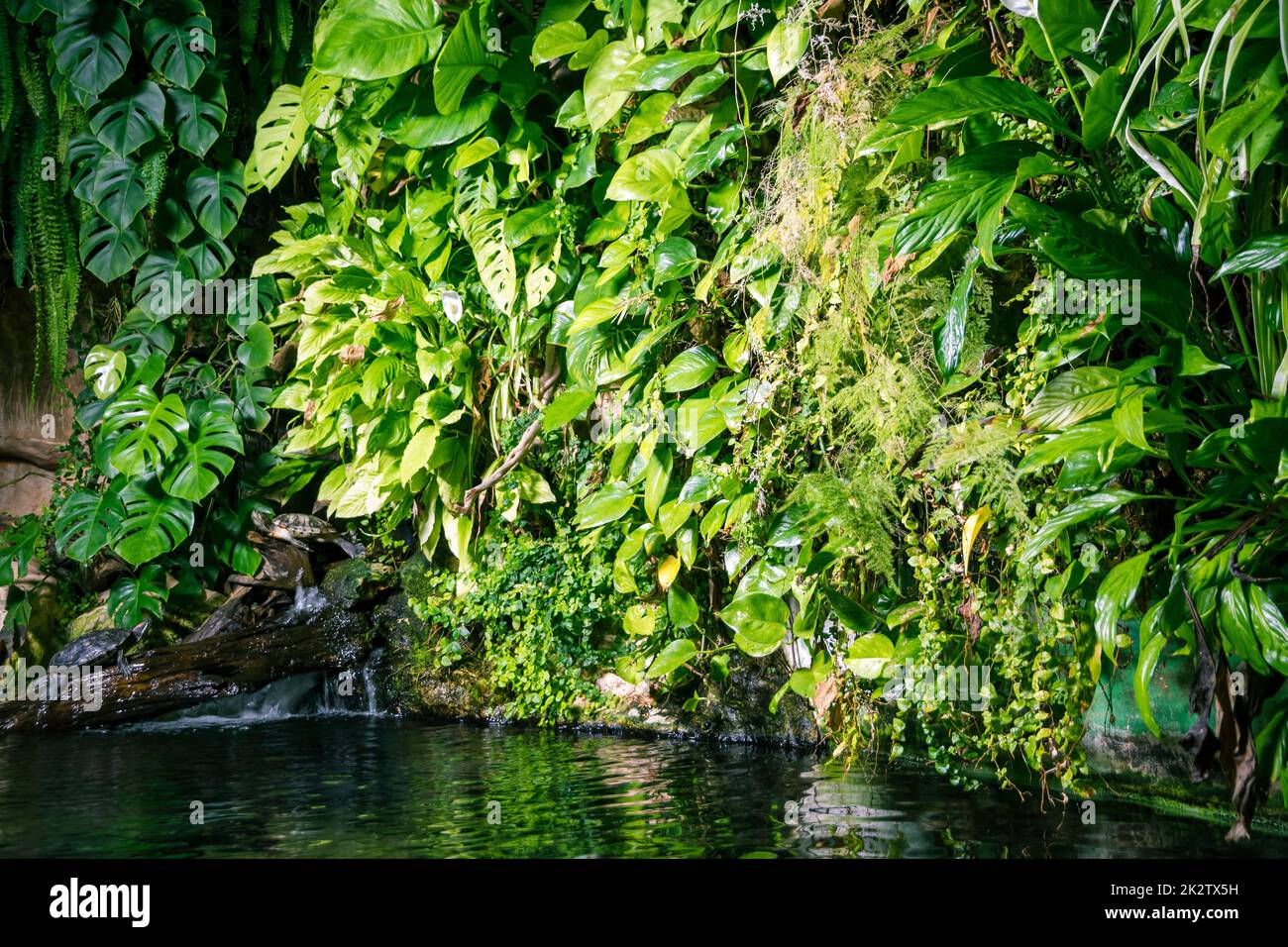 tropical pond and turtle in a rainforest mangrove Stock Photo - Alamy