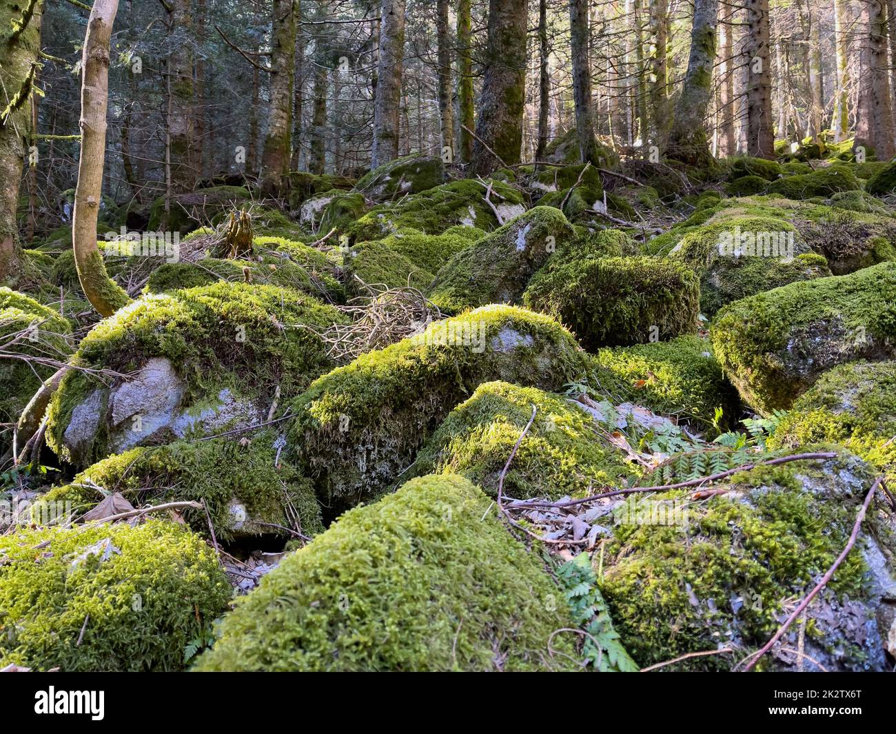 Forrest in the vosges in France Stock Photo - Alamy